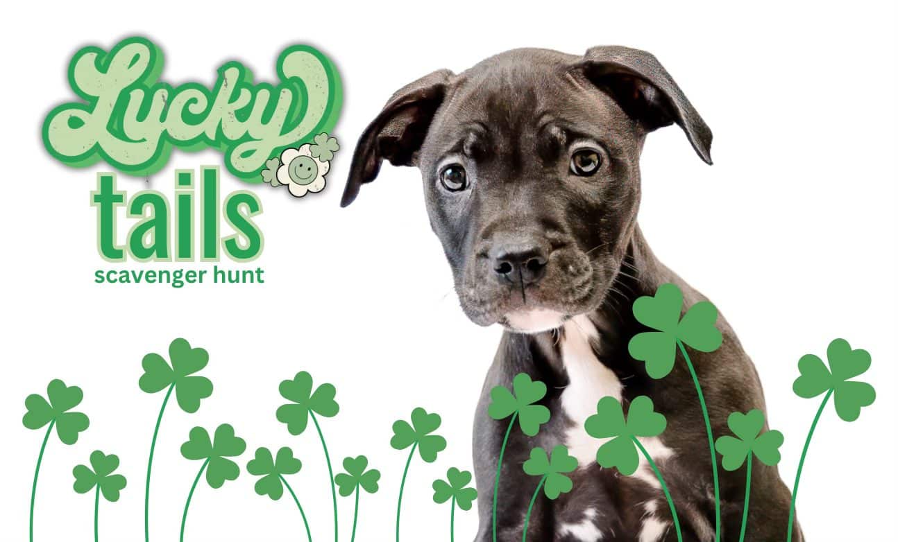 Lucky Tails Scavenger Hunt – In the Know St. Pete Magazine